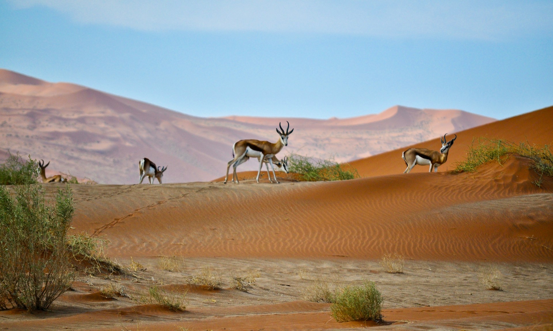 Namib Desert Wildlife Guide | Animals in Sossusvlei